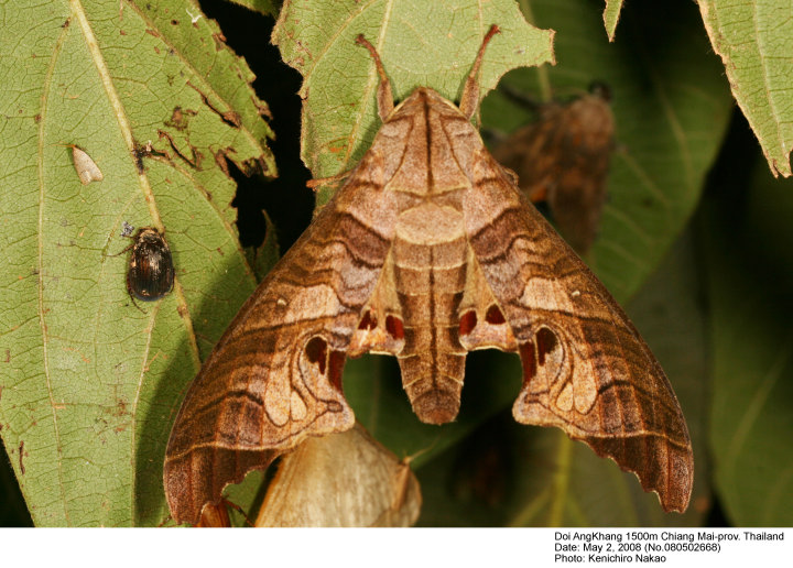 Sphingidae of the Eastern Palaearcticby A.R. Pittaway & I.J. Kitching; Moths of Thailand Vol two ...